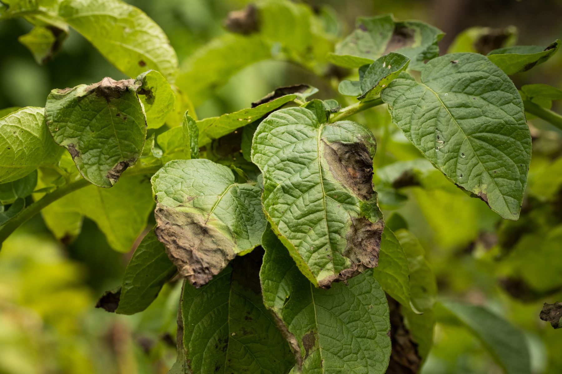 Maximise protection against blight with Crusade » Nichino UK