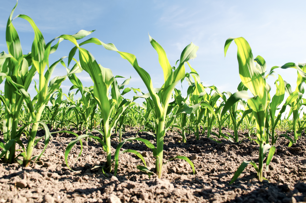 Enhanced grass-weed control seen in forage maize » Nichino UK