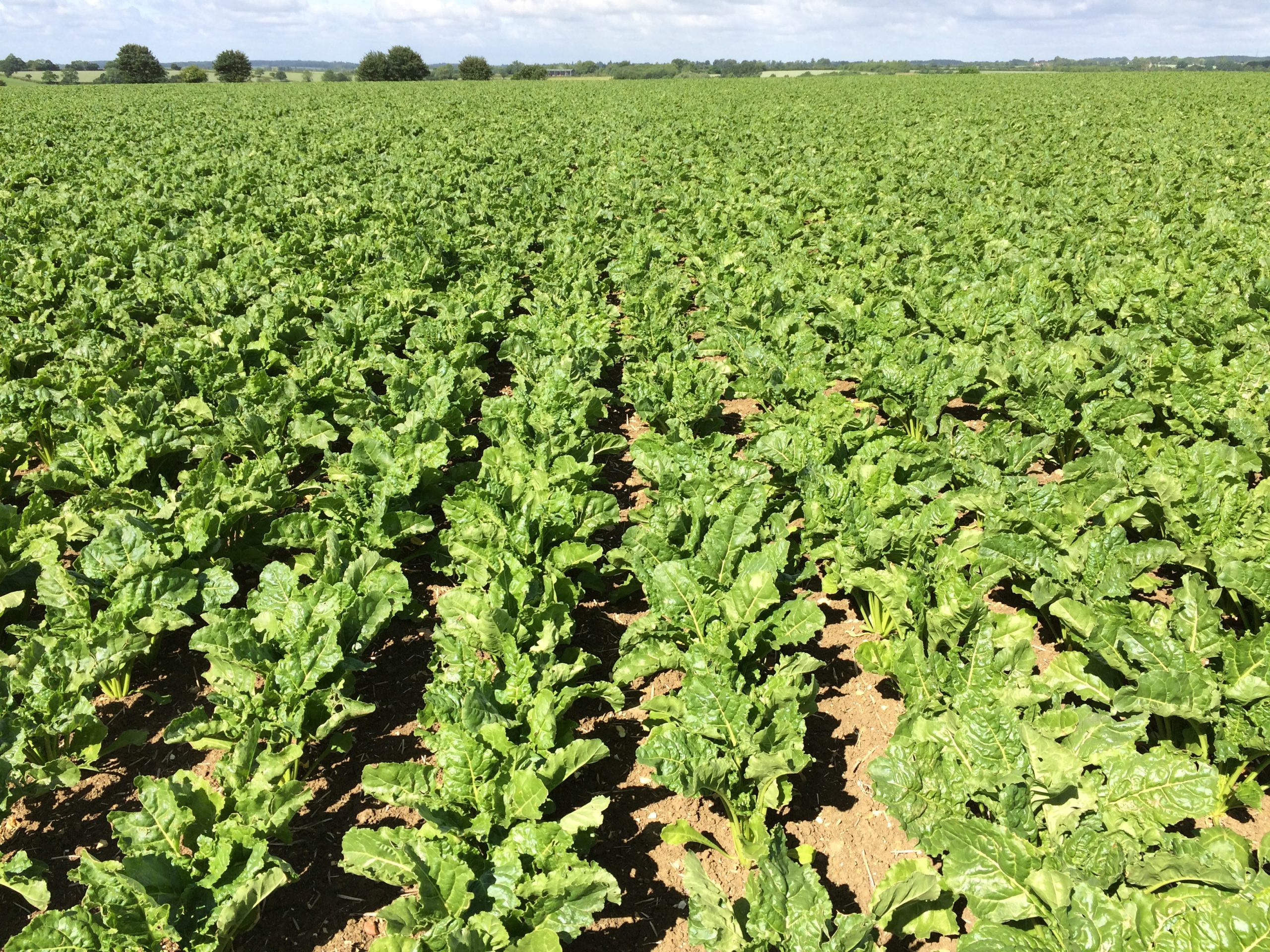 Kick-start beet crops with Bridgeway » Nichino UK