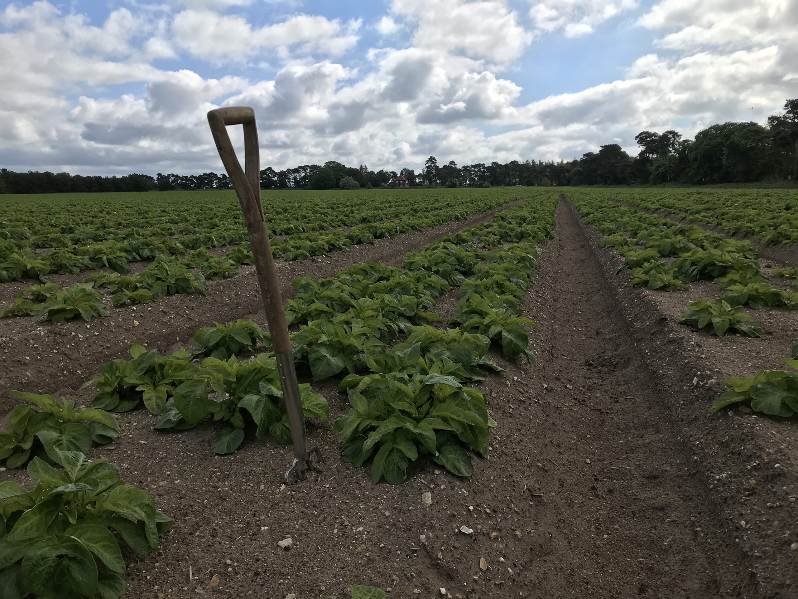 Combat temperature stress to protect tuber yield » Nichino UK