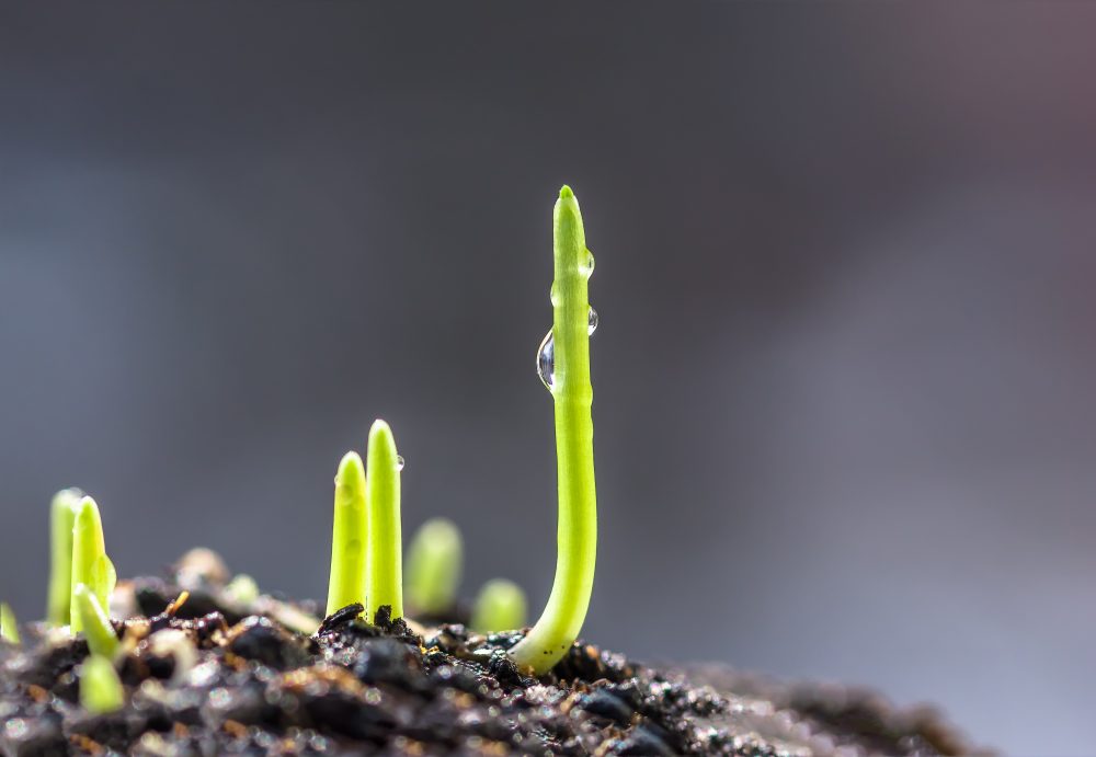 Prime crops for growth with Newton » Nichino UK