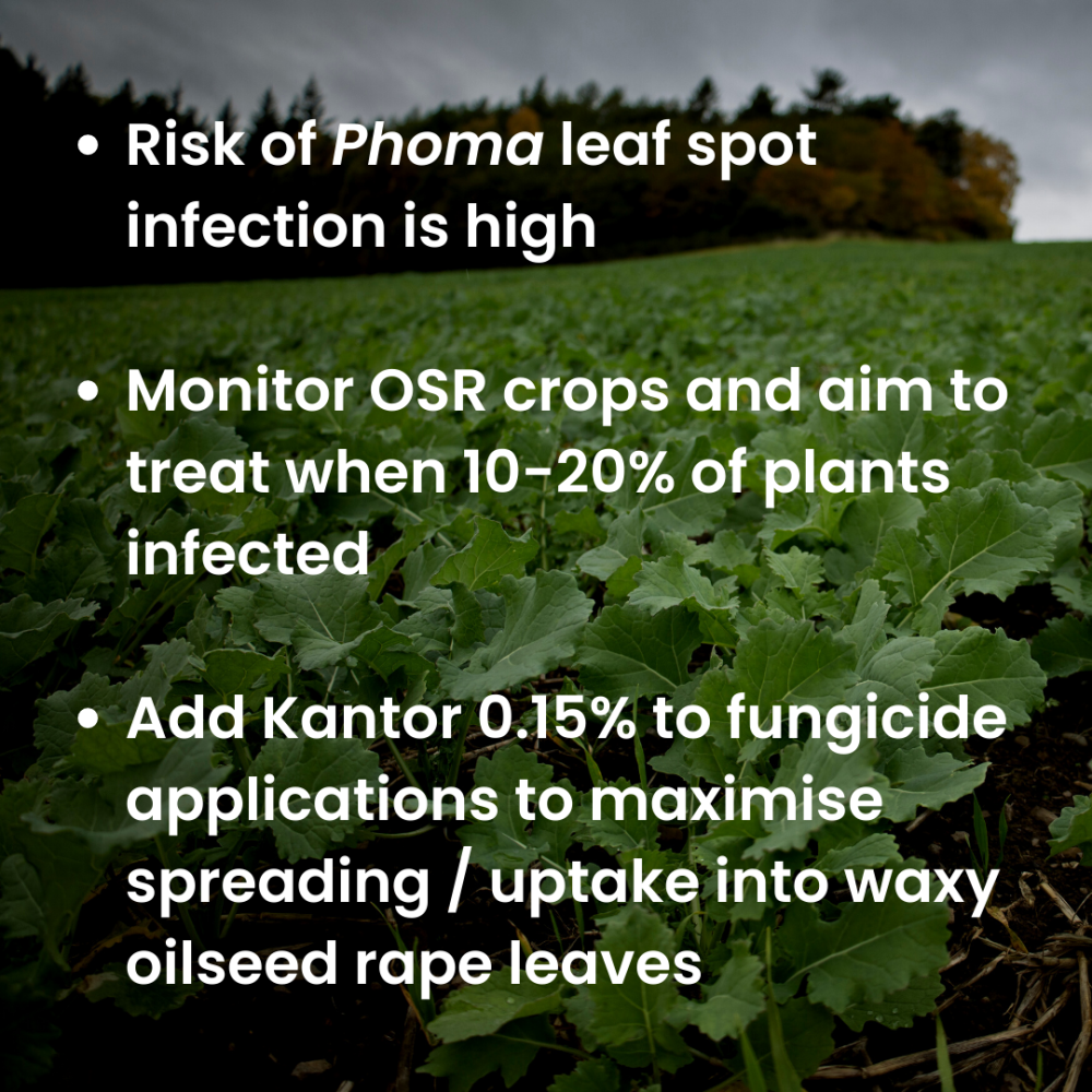 Maximise Phoma control with Kantor » Nichino UK