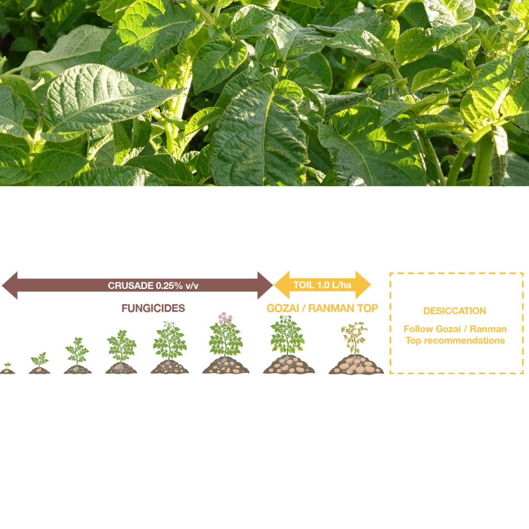 Maximise blight fungicide efficacy with Crusade » Nichino UK