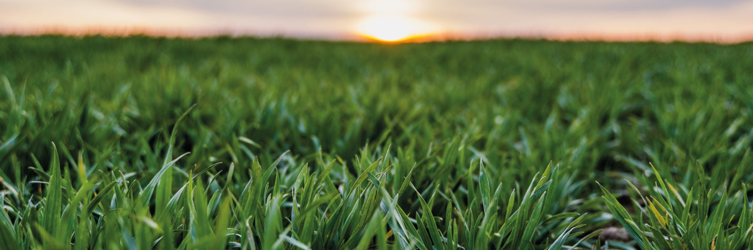 How to minimise crop stress during the season » Nichino UK