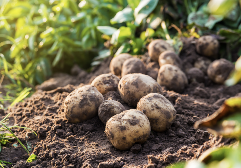 Potatoes in 2026: Market Trends, Challenges, and Opportunities for UK ...